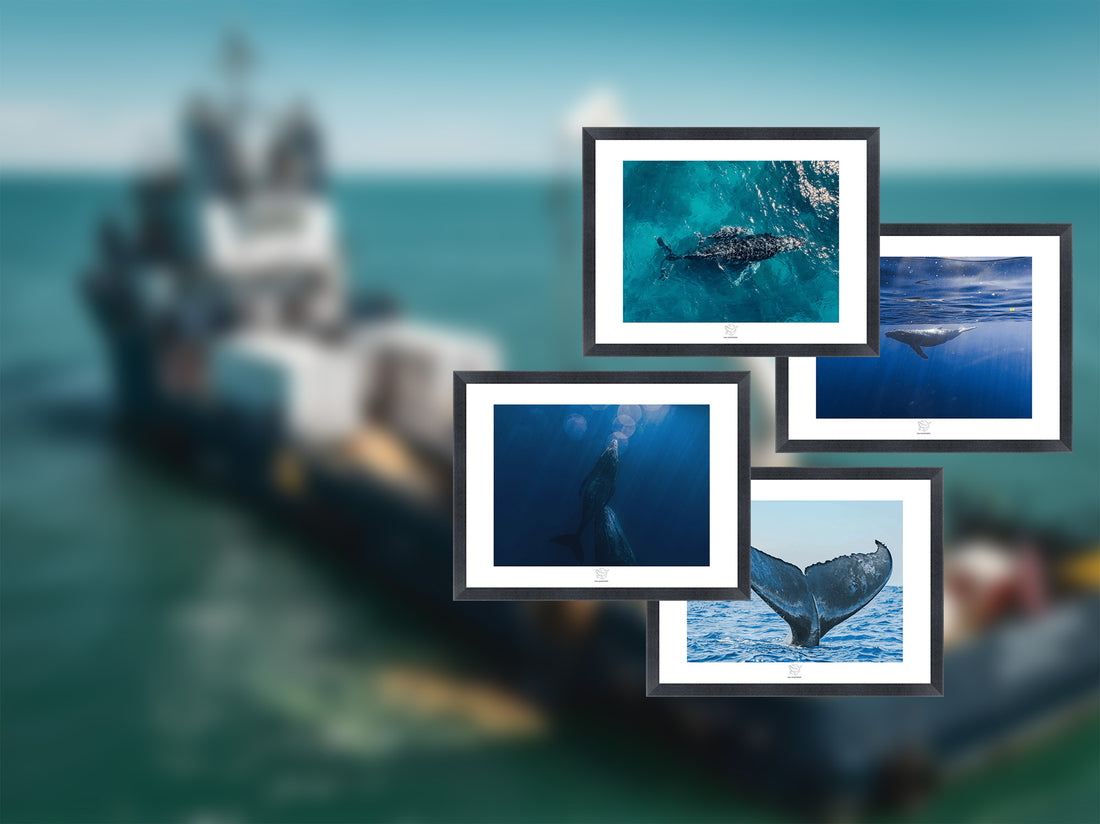 Sea Shepherd Ocean Artwork | Sea Shepherd Conservation Society – Sea ...